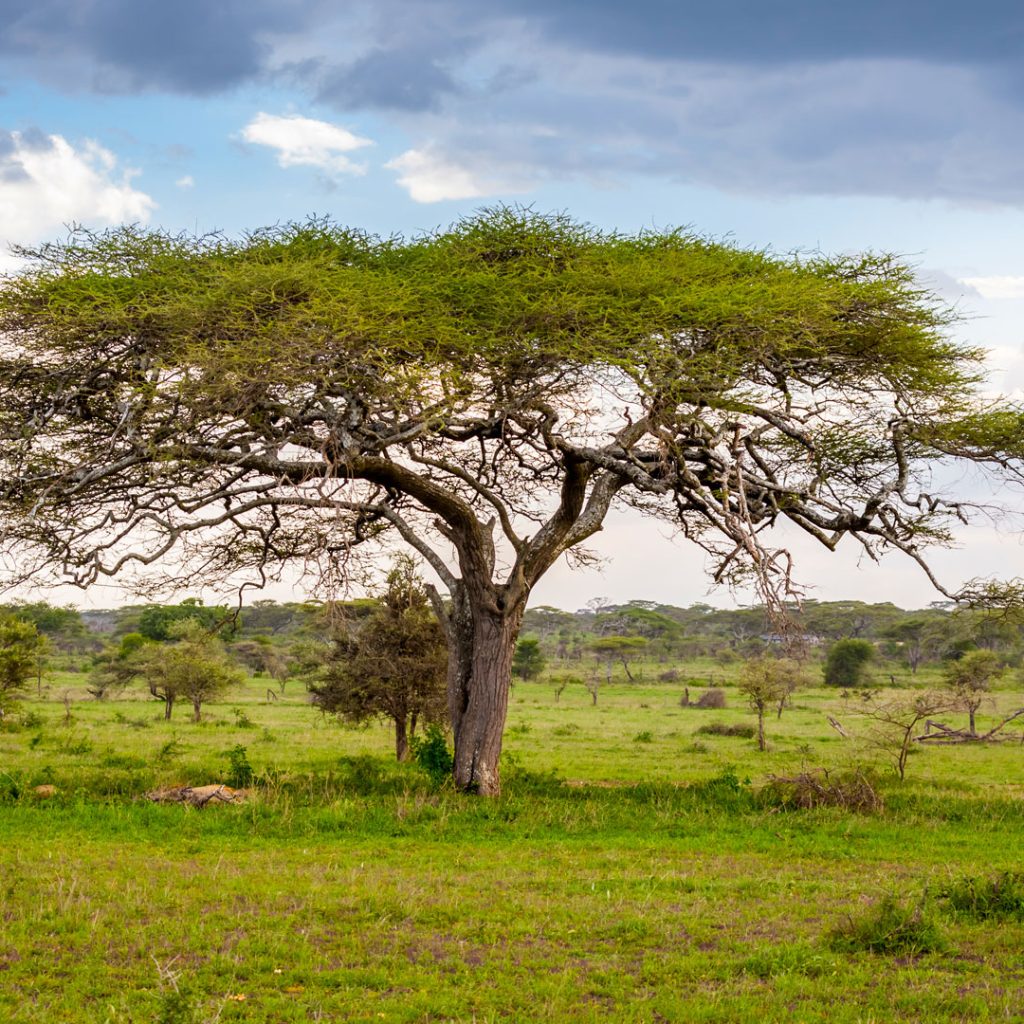 bg-africa-tree – Regency Supply